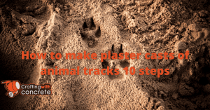 How to make plaster casts of animal tracks 10 steps ...