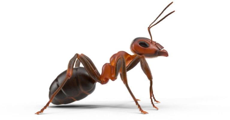 The Definitive Guide: When is the Best Time of Year to Spray Your House ...