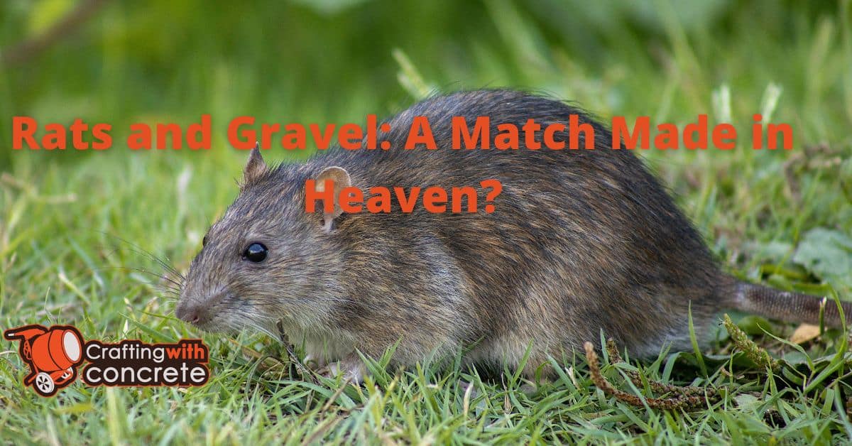 Rat Burrowing in Gravel: Myths & Control Strategies ...