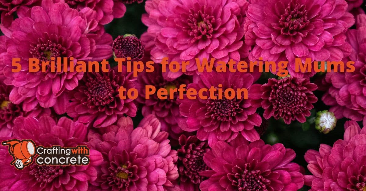 Watering Mums Guide: 5 Tips for Perfect Hydration ...