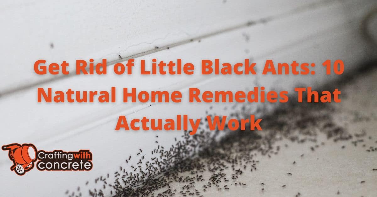Eliminate Black Ants: 10 Natural Home Remedies - craftingwithconcrete.com