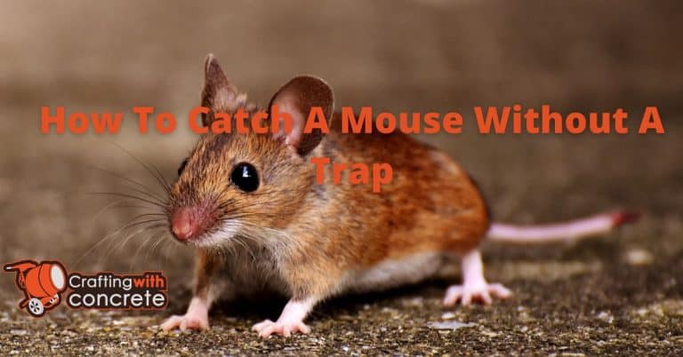 Humane Mouse Catching Guide: Trap-Free Methods - craftingwithconcrete.com