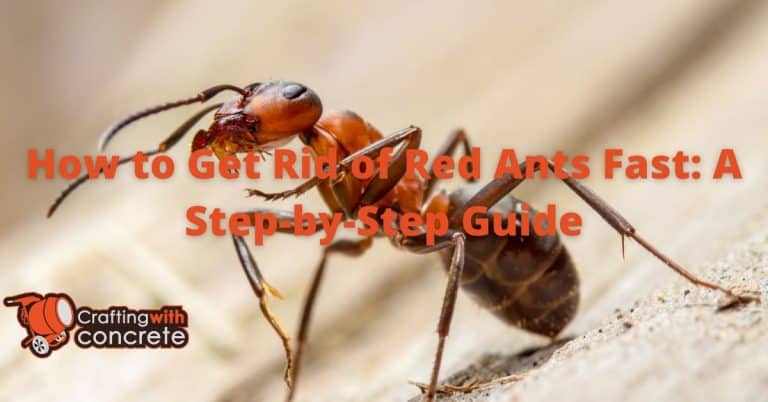 Eliminate Red Ants: Step-by-Step Extermination Guide ...