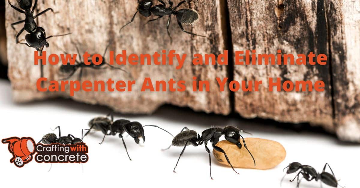 Eliminate Carpenter Ants: Home Infestation Guide - craftingwithconcrete.com