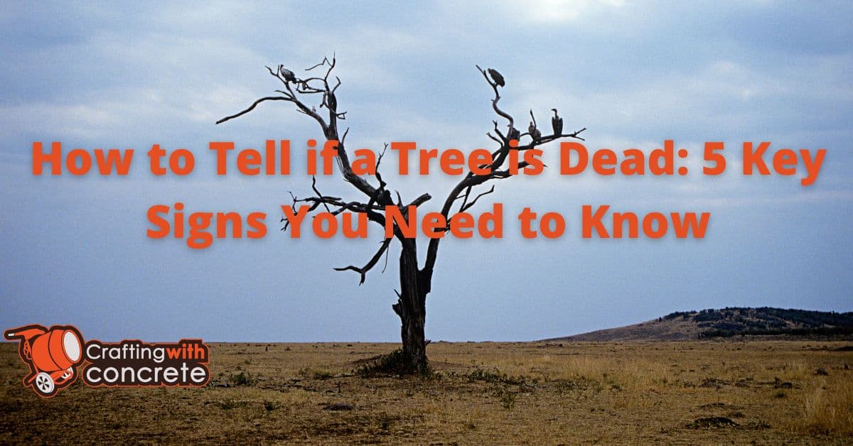 5 Signs of a Dead Tree: Spot & Act Quickly - craftingwithconcrete.com