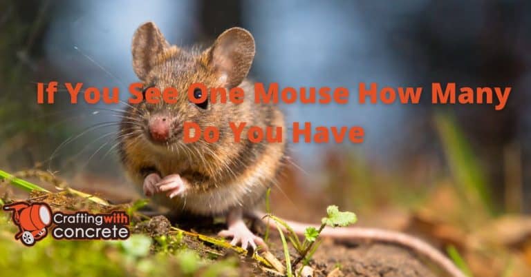 Spotting Mice at Home: Infestation Signs & Solutions - craftingwithconcrete.com