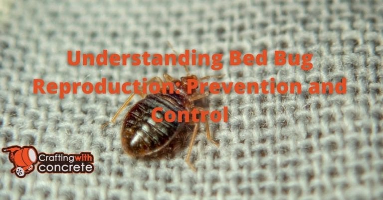 Understanding Bed Bug Reproduction: Key Facts and Insights - craftingwithconcrete.com