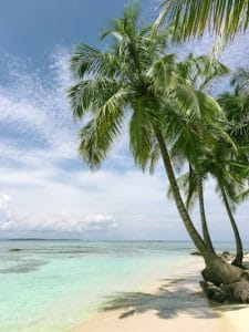 Palm Tree Root Guide: Depth, Care & Stability - craftingwithconcrete.com