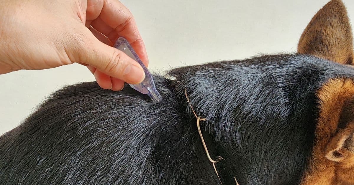 Identify Bugs That Mimic Fleas: Easy Steps & Tips - craftingwithconcrete.com