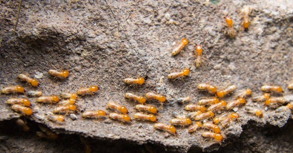Termite Sleep Patterns: Key to Effective Pest Control ...