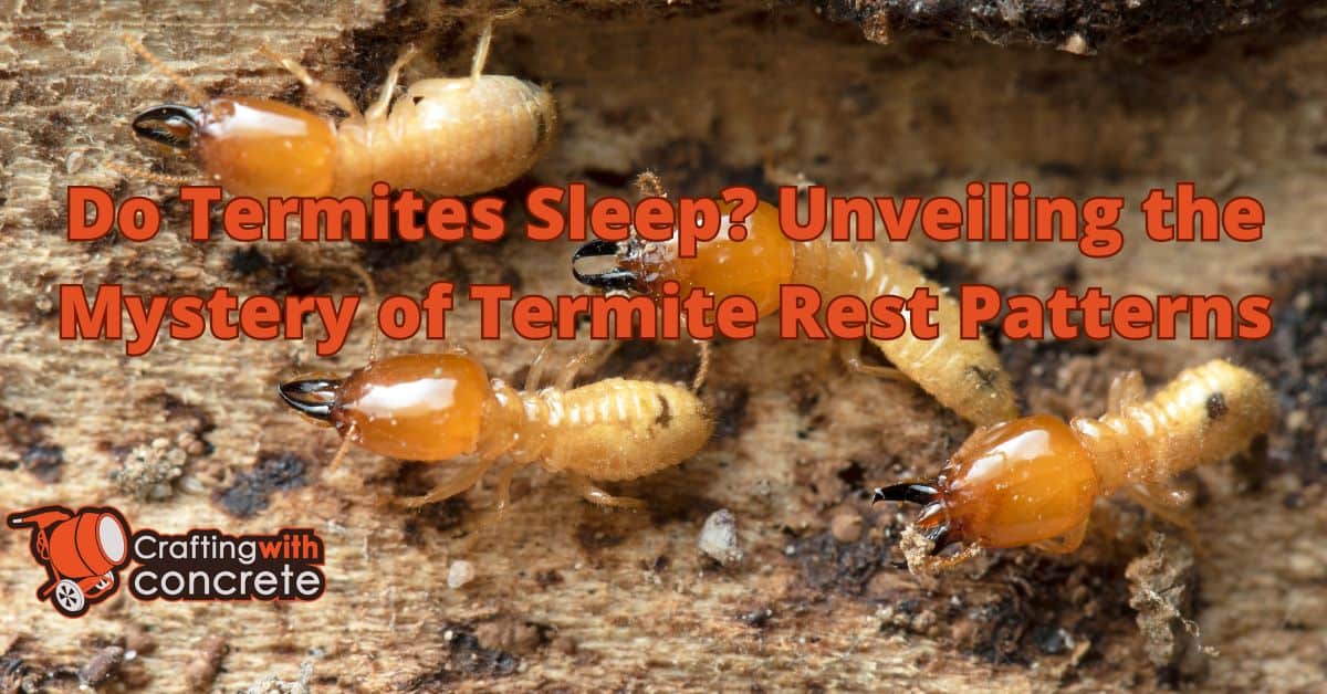 Termite Sleep Patterns: Key to Effective Pest Control ...