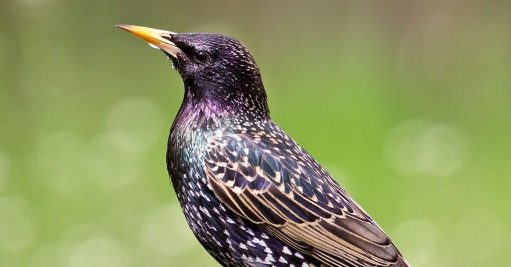 How to keep starlings away but not other birds - craftingwithconcrete.com