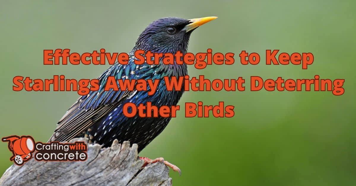 How to keep starlings away but not other birds - craftingwithconcrete.com