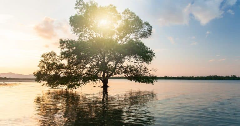 Fig Tree Growth Rate: Maximize Your Garden’s Yield ...