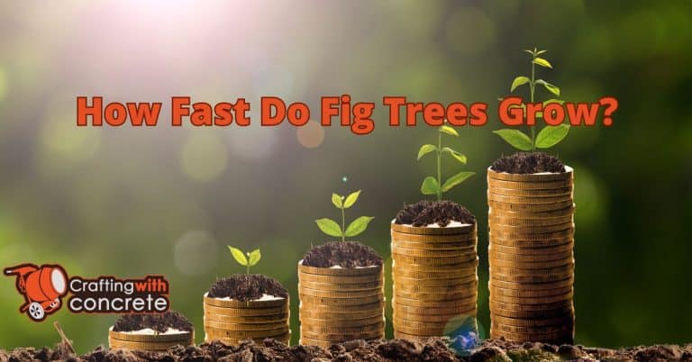 Fig Tree Growth Rate: Maximize Your Garden’s Yield ...