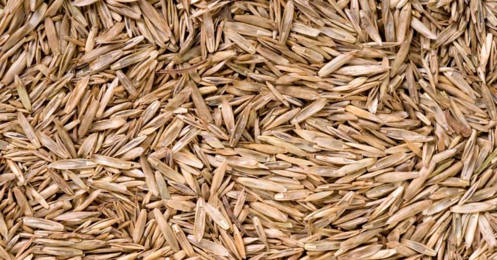 How long does it take grass seed to grow - craftingwithconcrete.com
