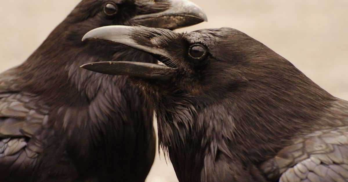 How to attract crows to your yard - craftingwithconcrete.com