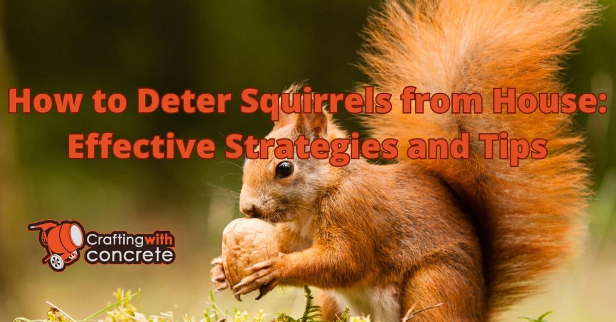 How to deter squirrels from house - craftingwithconcrete.com