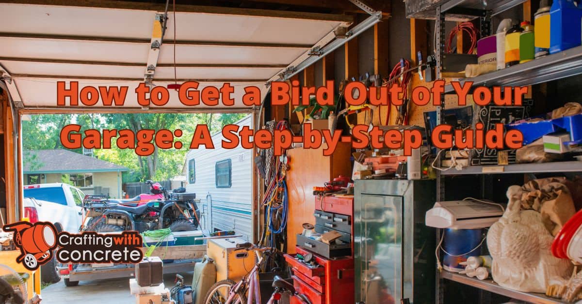 How Do You Get A Bird Out Of Your Garage