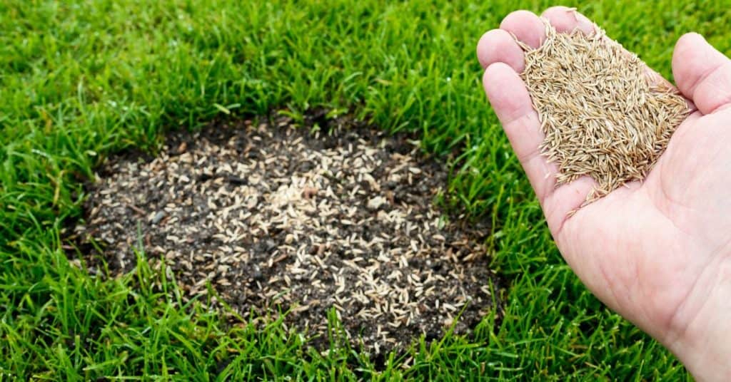 how to tell if grass seed is still good - craftingwithconcrete.com