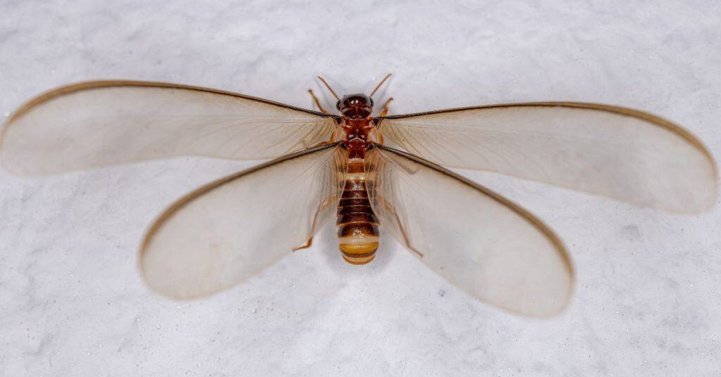 Termite swarm in house at night - craftingwithconcrete.com