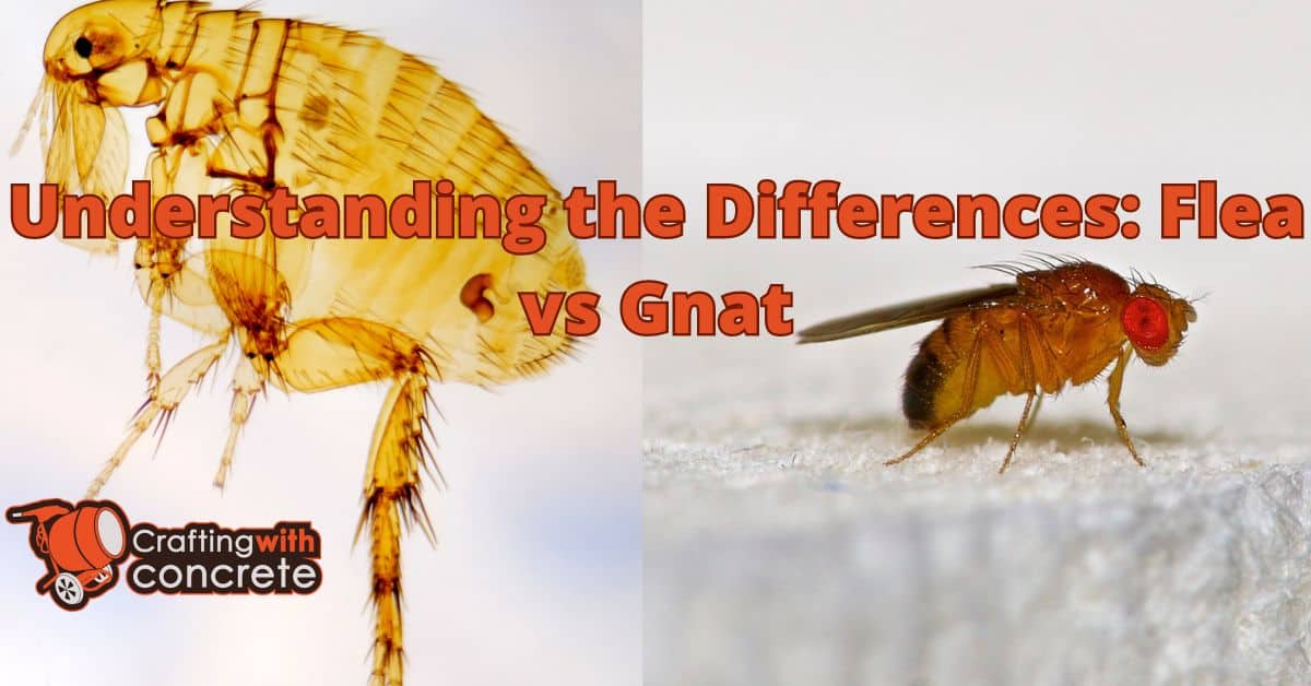 Flea vs Gnat Control: Effective Home Pest Management ...