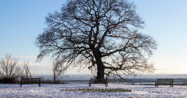 how to identify oak trees in winter - craftingwithconcrete.com