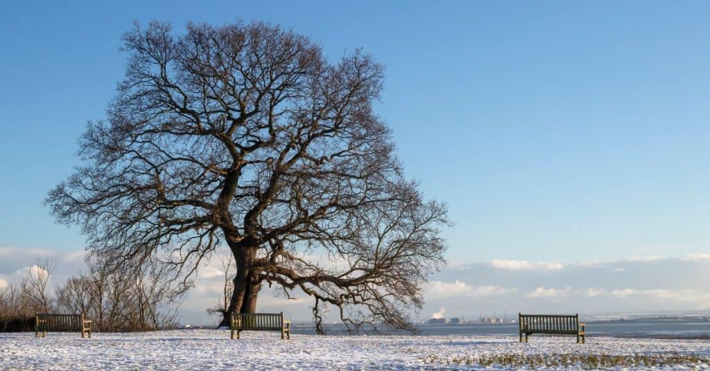 how to identify oak trees in winter - craftingwithconcrete.com