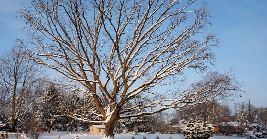 how to identify oak trees in winter - craftingwithconcrete.com