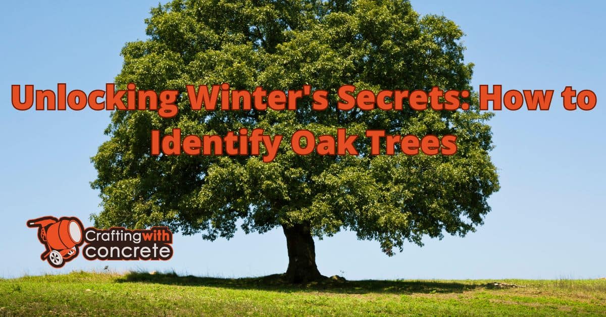 how to identify oak trees in winter - craftingwithconcrete.com