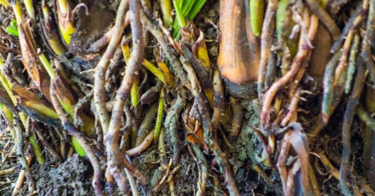 How deep are palm tree roots - craftingwithconcrete.com