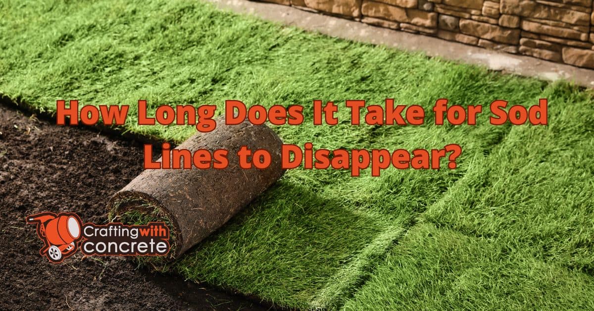 How long does it take for sod lines to disappear - craftingwithconcrete.com