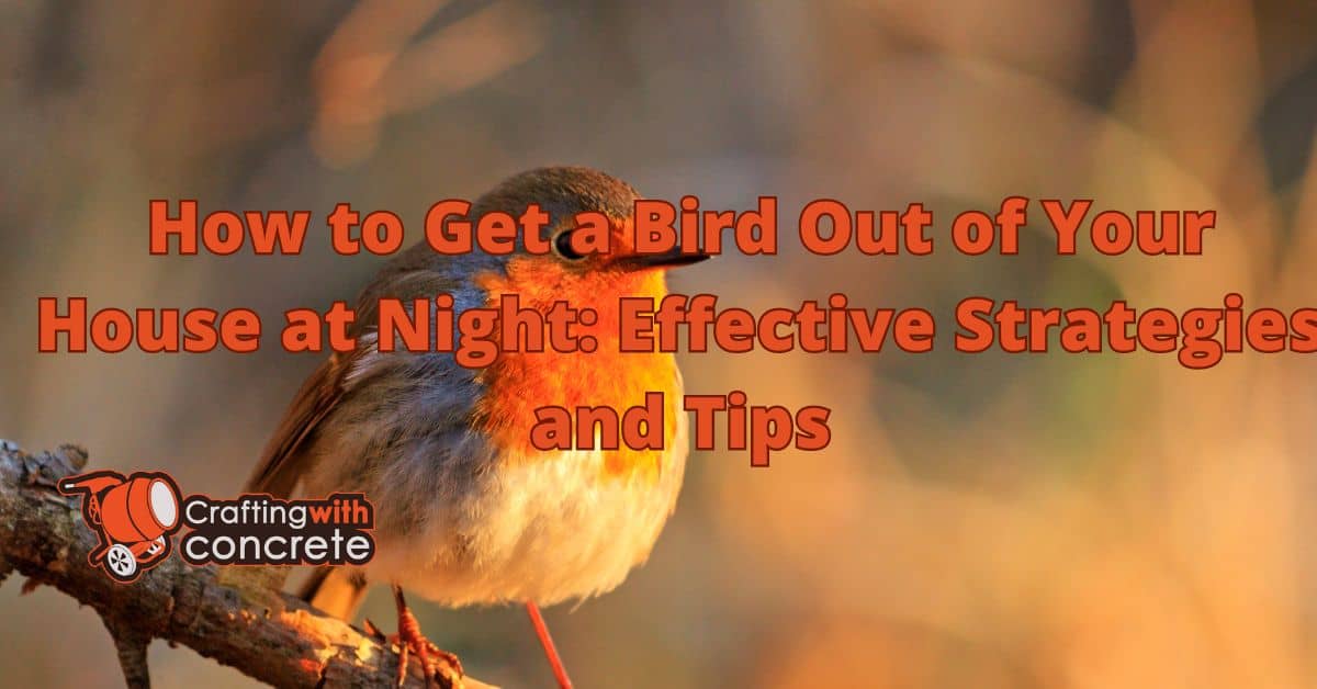 How to get a bird out of your house at night - craftingwithconcrete.com