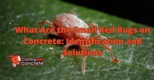 What are the small red bugs on concrete - craftingwithconcrete.com