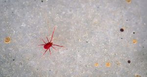 What are the small red bugs on concrete - craftingwithconcrete.com