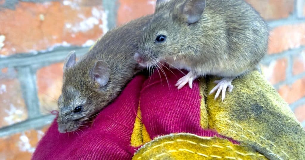 Do you need to replace insulation after mice - craftingwithconcrete.com