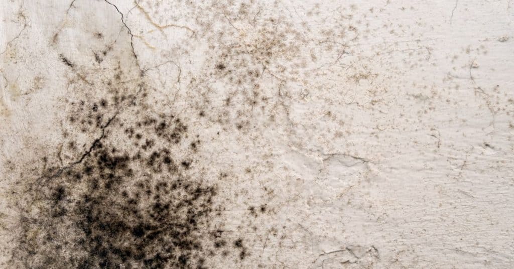 What does painted over mold look like - craftingwithconcrete.com