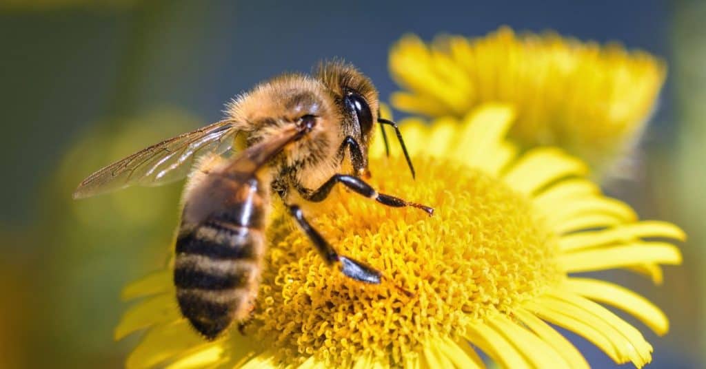 What kind of bees go under siding - craftingwithconcrete.com