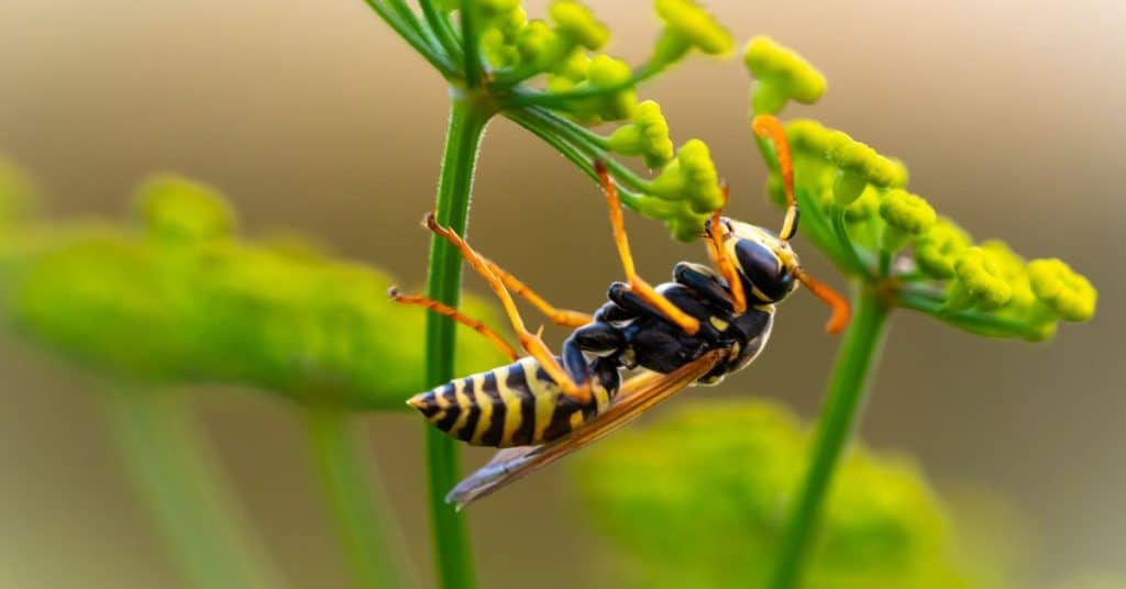 What plants repel wasps - craftingwithconcrete.com