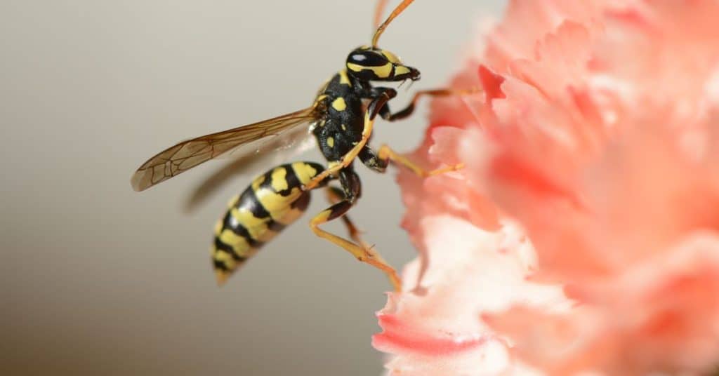 What plants repel wasps - craftingwithconcrete.com