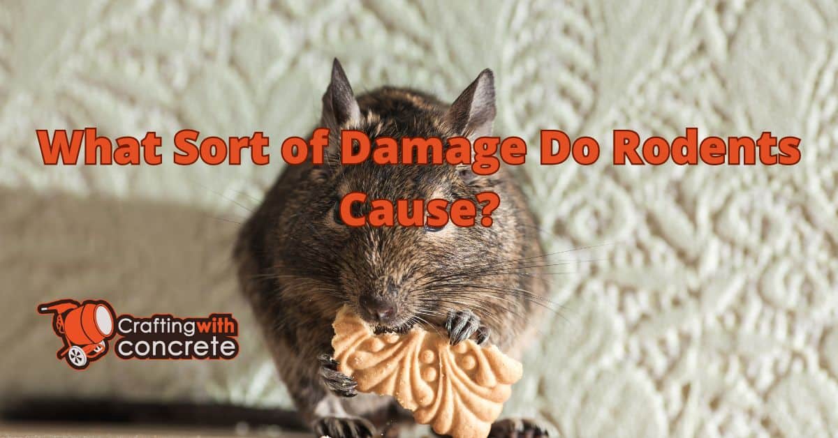 What sort of damage do rodents cause - craftingwithconcrete.com