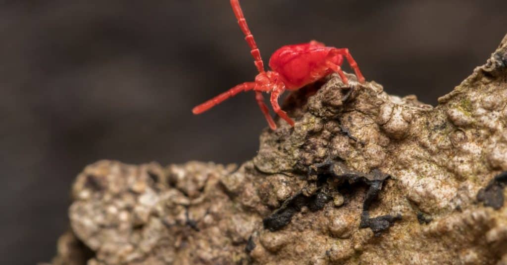 Identifying Tiny Red Bugs on Concrete - craftingwithconcrete.com