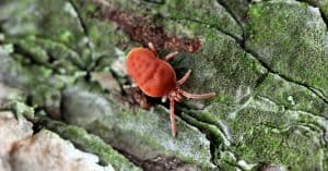 Identifying Tiny Red Bugs on Concrete - craftingwithconcrete.com