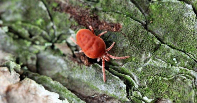 Identifying Tiny Red Bugs on Concrete - craftingwithconcrete.com