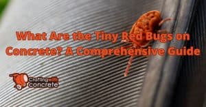 Identifying Tiny Red Bugs on Concrete - craftingwithconcrete.com