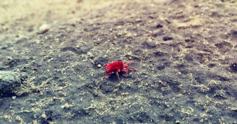 Identifying Tiny Red Bugs on Concrete - craftingwithconcrete.com