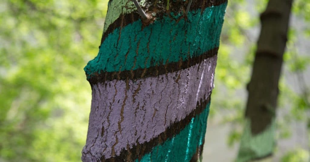 Best Paint for Tree Trunks: Expert Recommendations ...