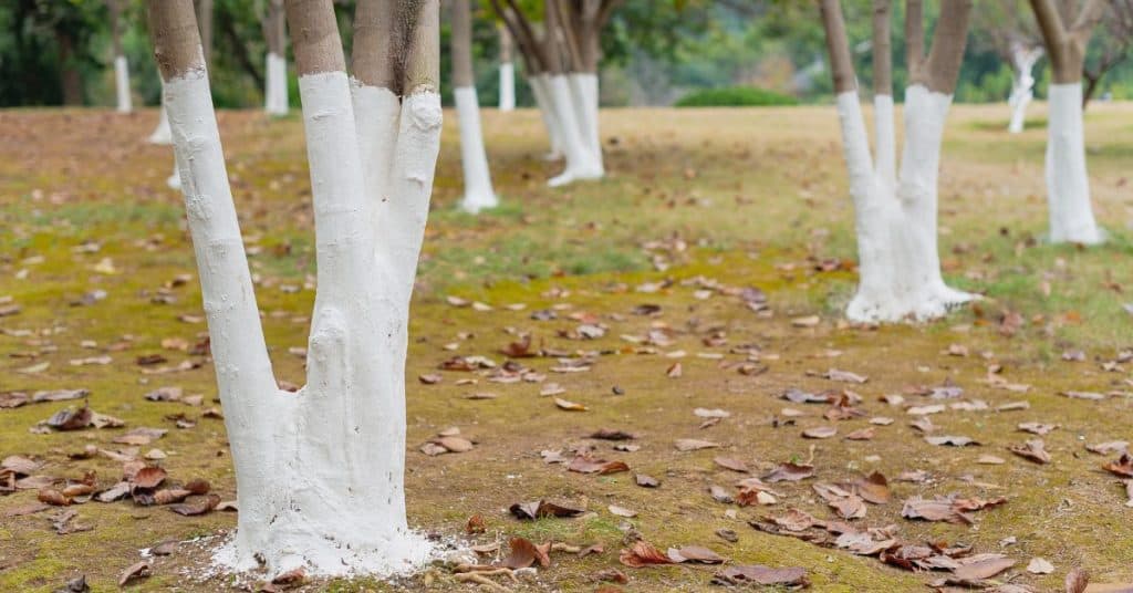 Best Paint for Tree Trunks: Expert Recommendations ...