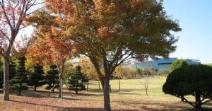 Oak Tree vs Maple Tree: Pros and Cons - craftingwithconcrete.com