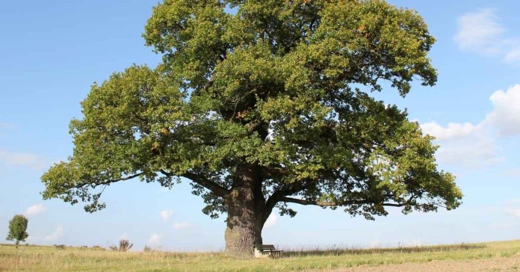 Oak Tree vs Maple Tree: Pros and Cons - craftingwithconcrete.com